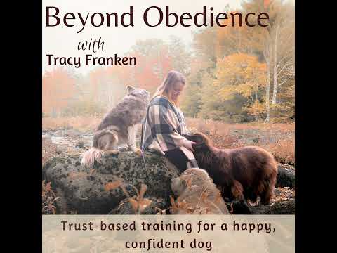 162 | Holiday Hangover is Real: Why Your Dog is Biting or Melting Down