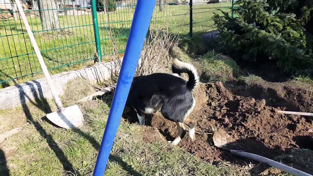 🏆HELPING DOG/FUNNY DOG🏆 - YouTube