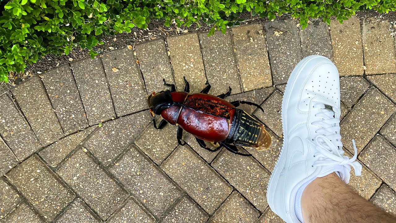 why did I CRUSH this BUG... - YouTube