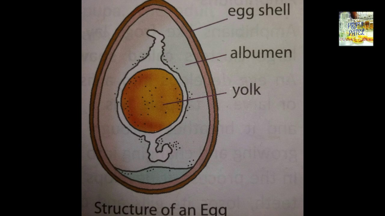 Science/Class 4/ Ch 3/Reproduction in animals/Part 2 - YouTube