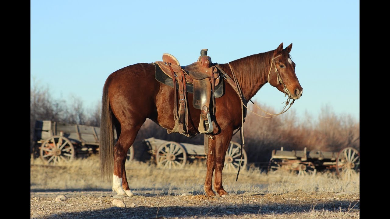 SOLD--Hip# 260 "Cupcake" Reyn N Cats-- Own Daughter of Cats Merada out ...