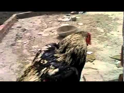 my java aseel murgha from lahore - YouTube