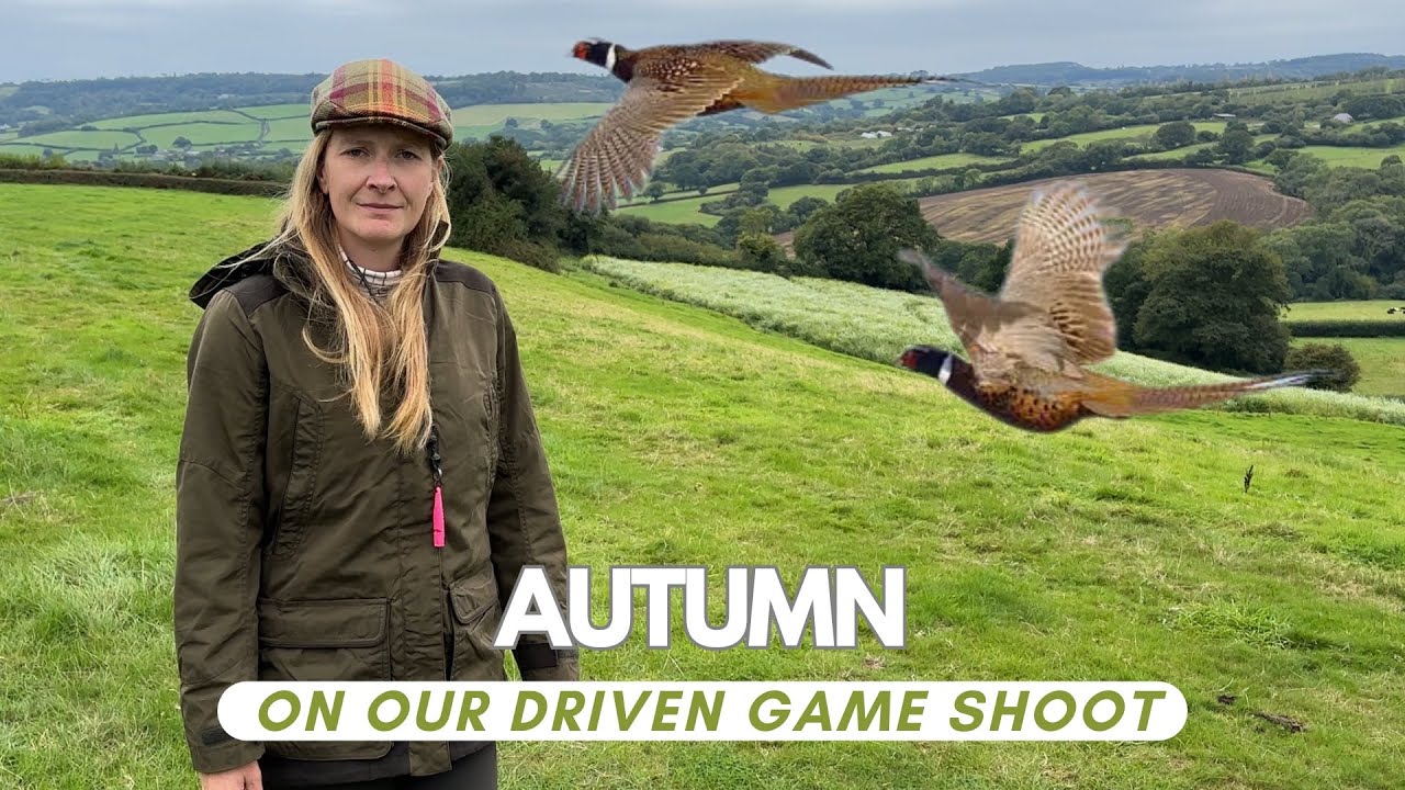 Autumn on our game shoot. Behind the scenes of a pheasant / partridge ...