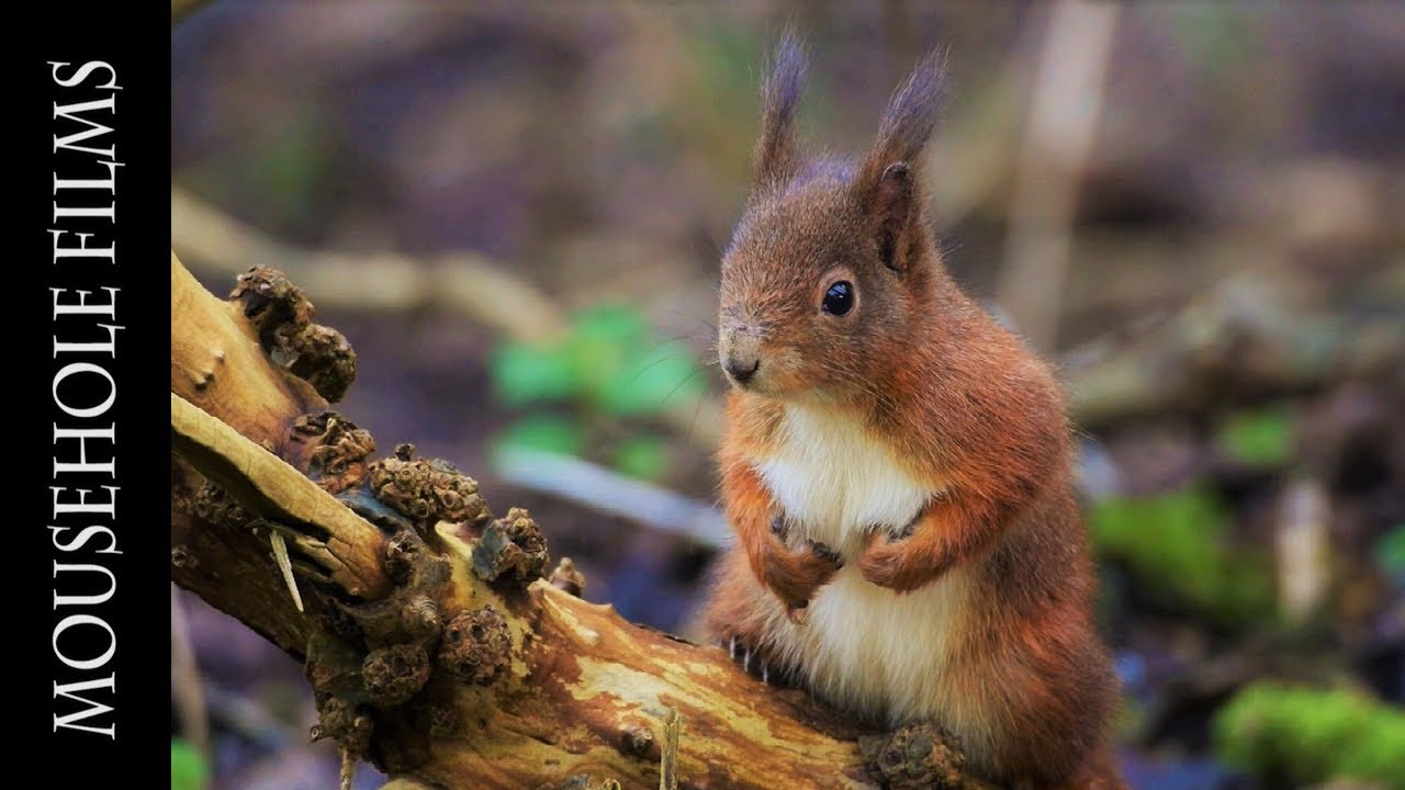 Filming Wildlife | The Red Squirrels of Formby Wood (2018) - YouTube