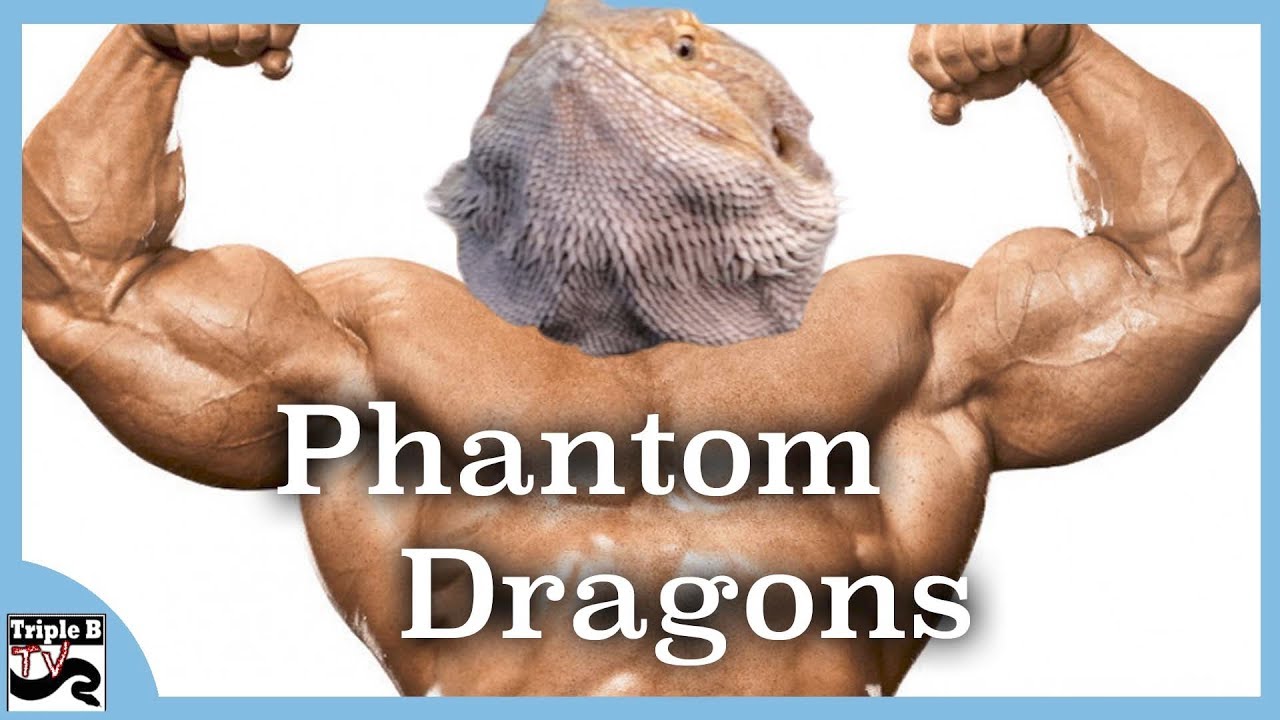 Breeding for STRENGTH!! Phantom Dragons - Triple B TV Ep.163 - YouTube