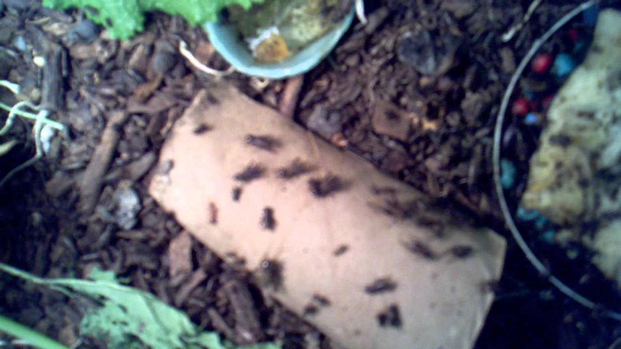 Cricket hatchery, growing rapidly ! - YouTube