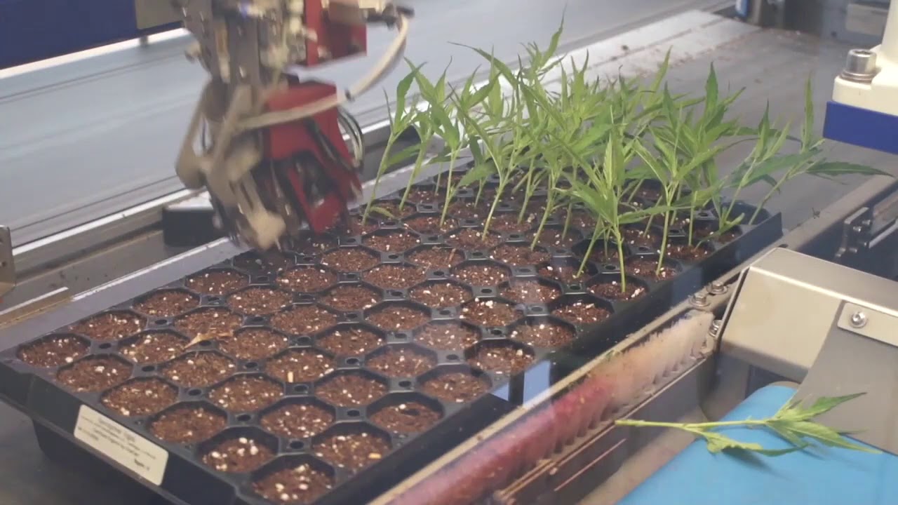 The Benefits of Planting Royale Botanicals Hemp Clones - YouTube