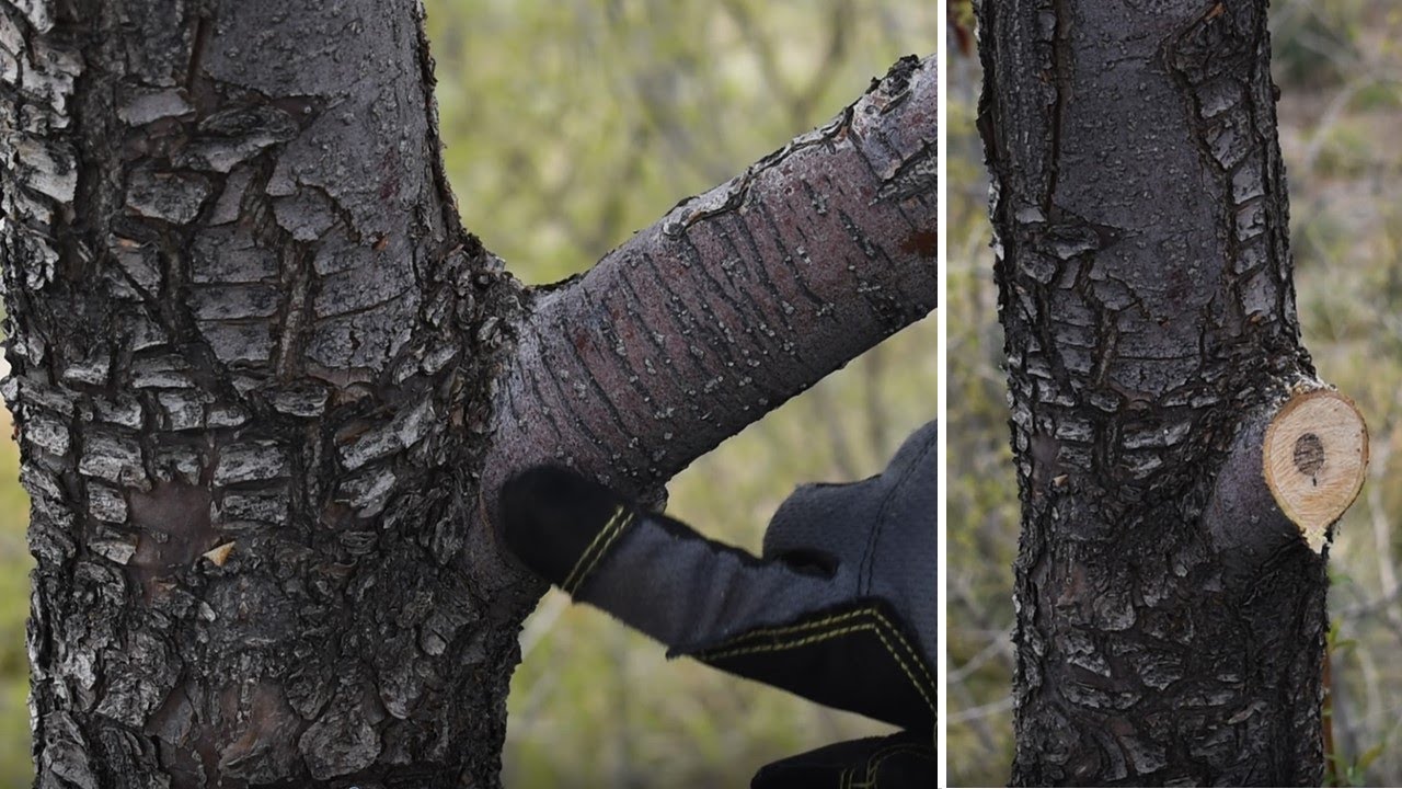 Pruning Deciduous Trees - Spring Cleanup - YouTube