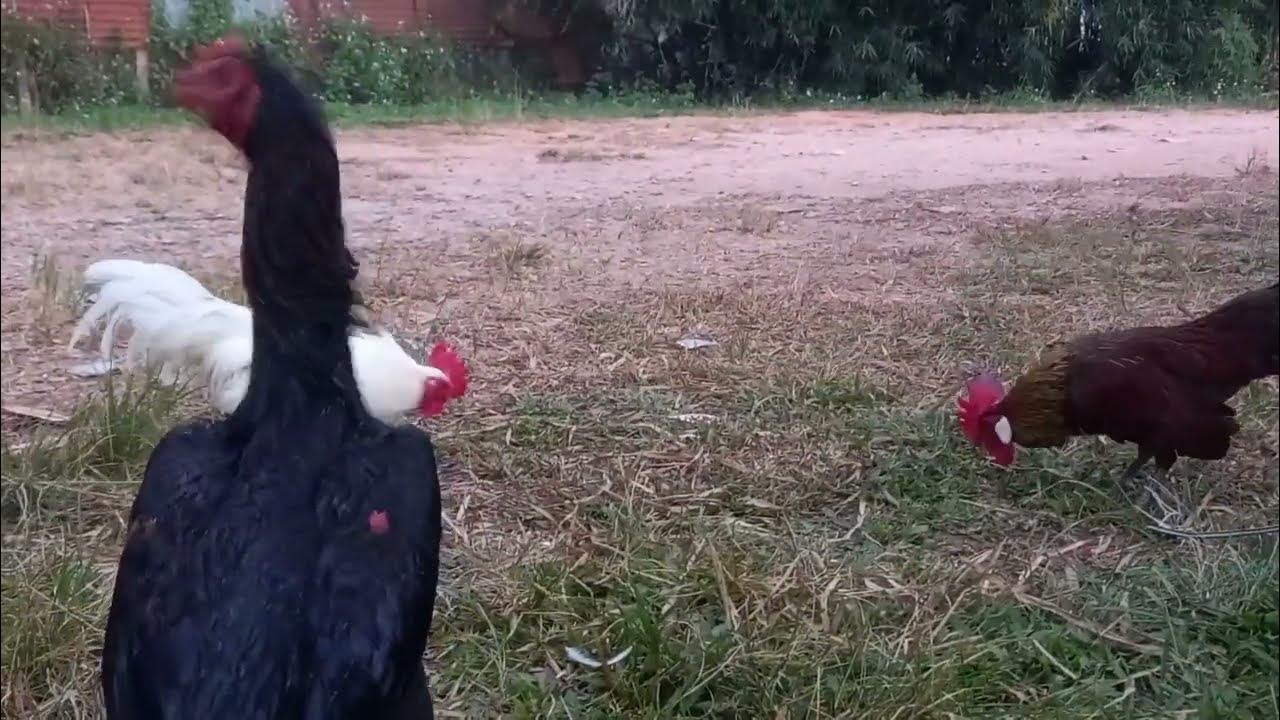 qaib dib dawb thiab qaib poj - YouTube