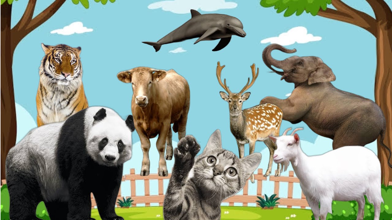 BELAJAR MENGENAL HEWAN HEWAN VIVIPAR, KAMBING, SAPI, KUCING, HARIMAU ...