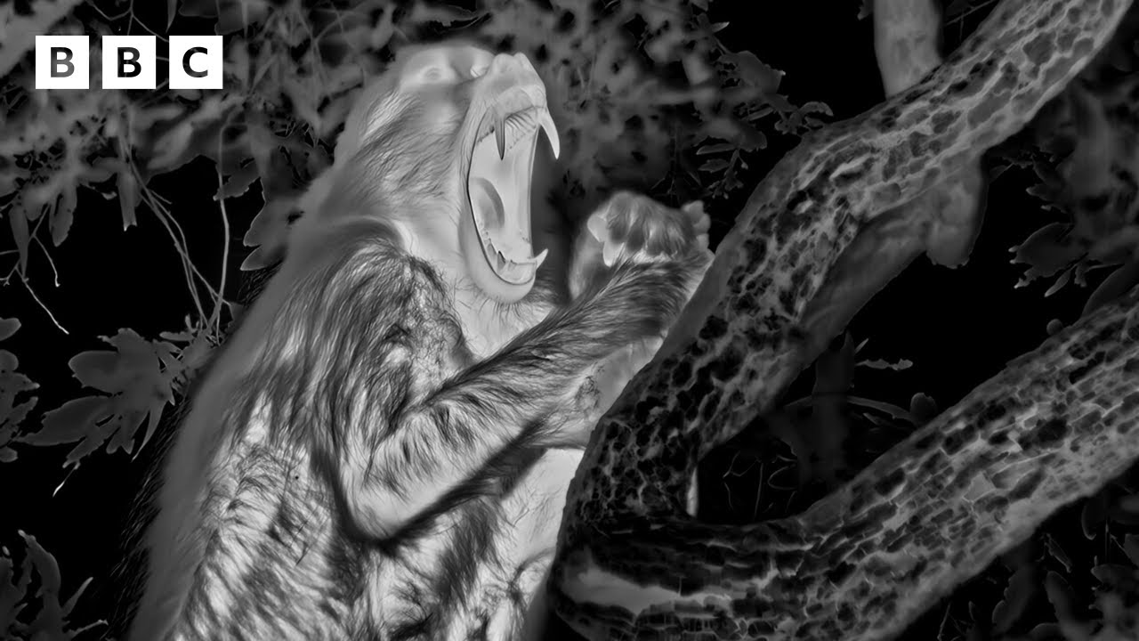 Epic Leopard Hunt in Night Vision | Mammals - BBC - YouTube