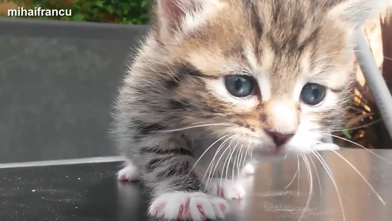 Funny Kittens Meowing Compilation 2017 - YouTube
