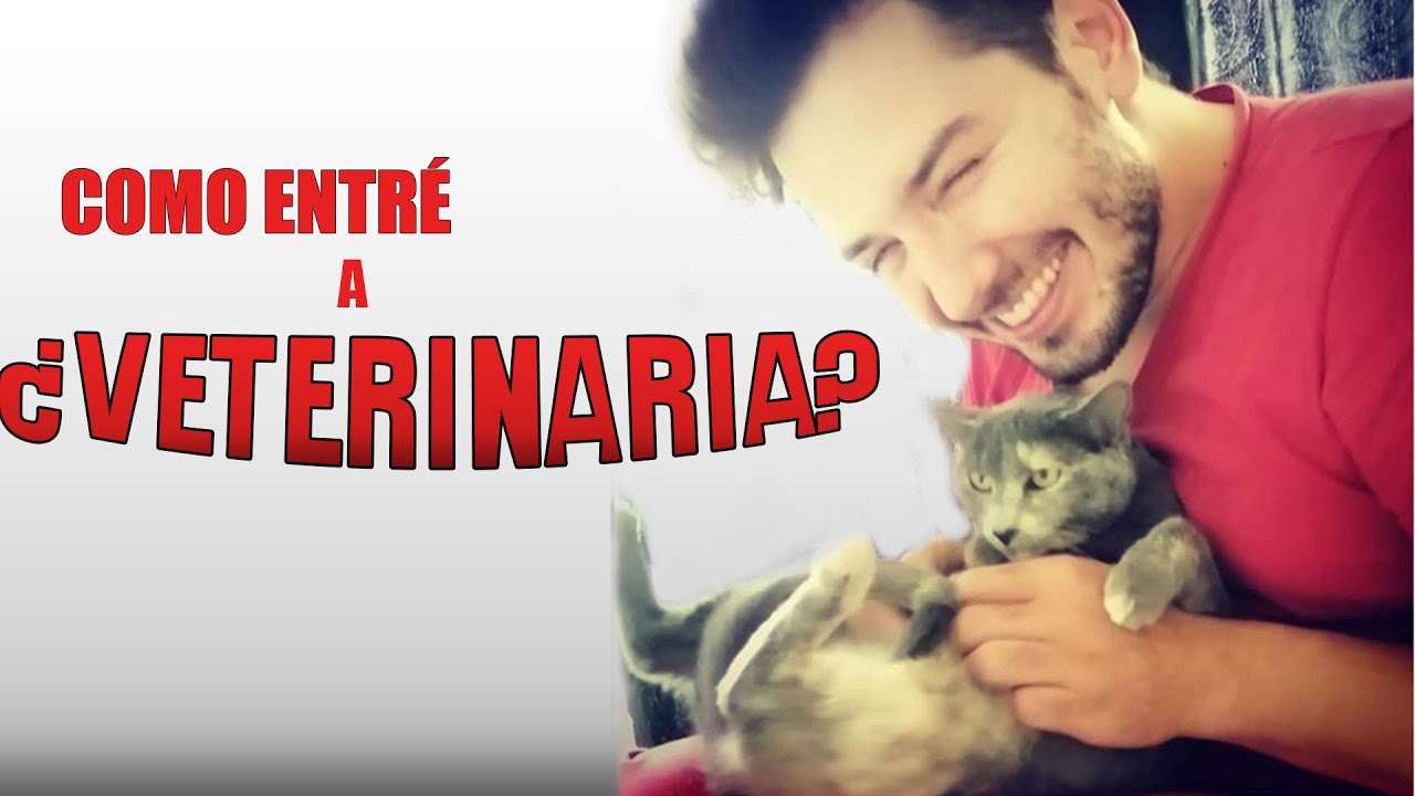 Como termine estudiando Veterinaria │ Story time - YouTube
