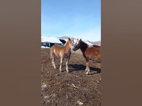 Кобылки.( Советский Тяжеловоз 2022 г. - YouTube