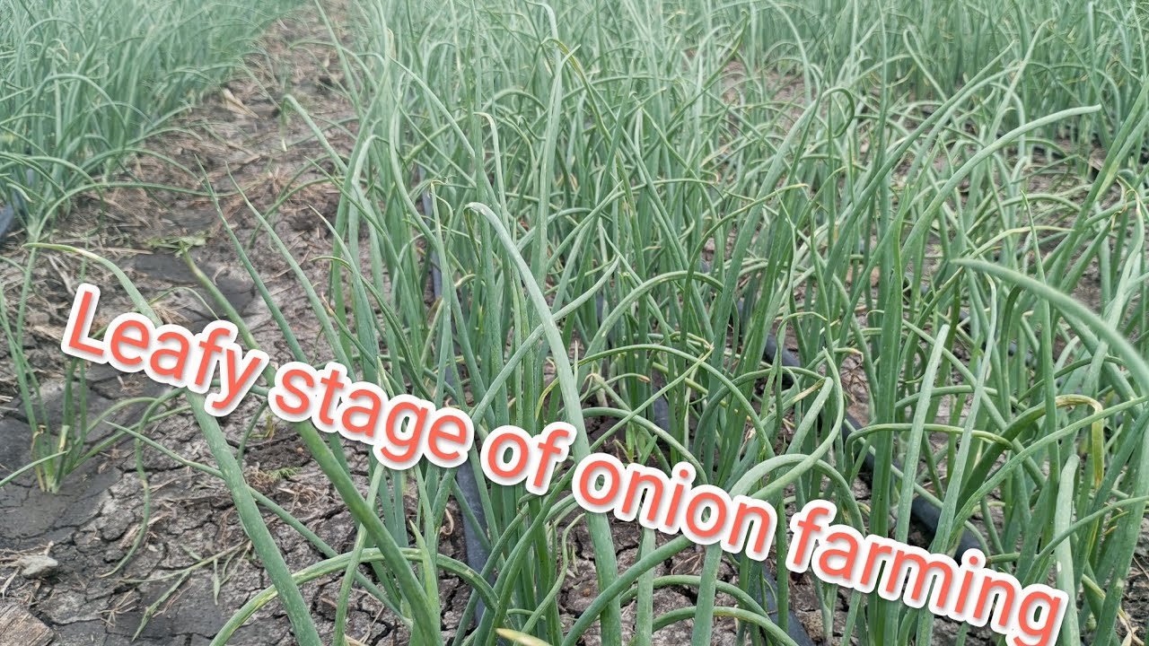 Vegetative stage of onion farming - YouTube