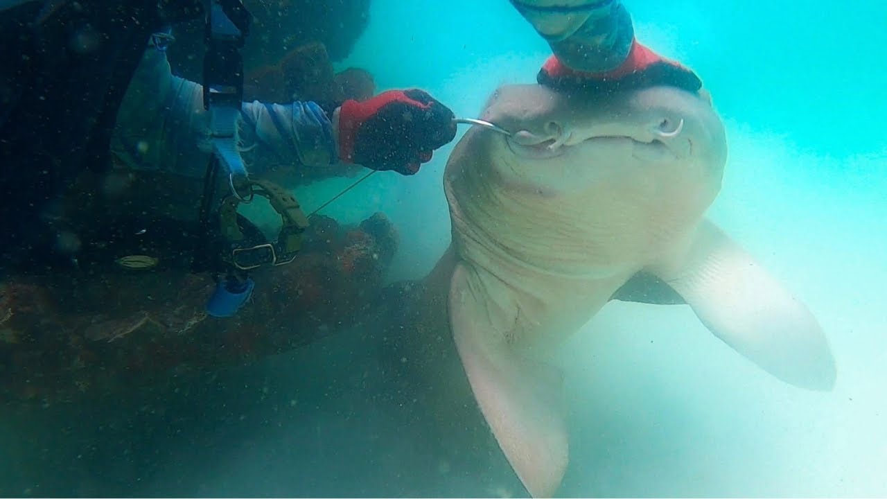 Diver Rescues Shark Stuck on Reef - YouTube