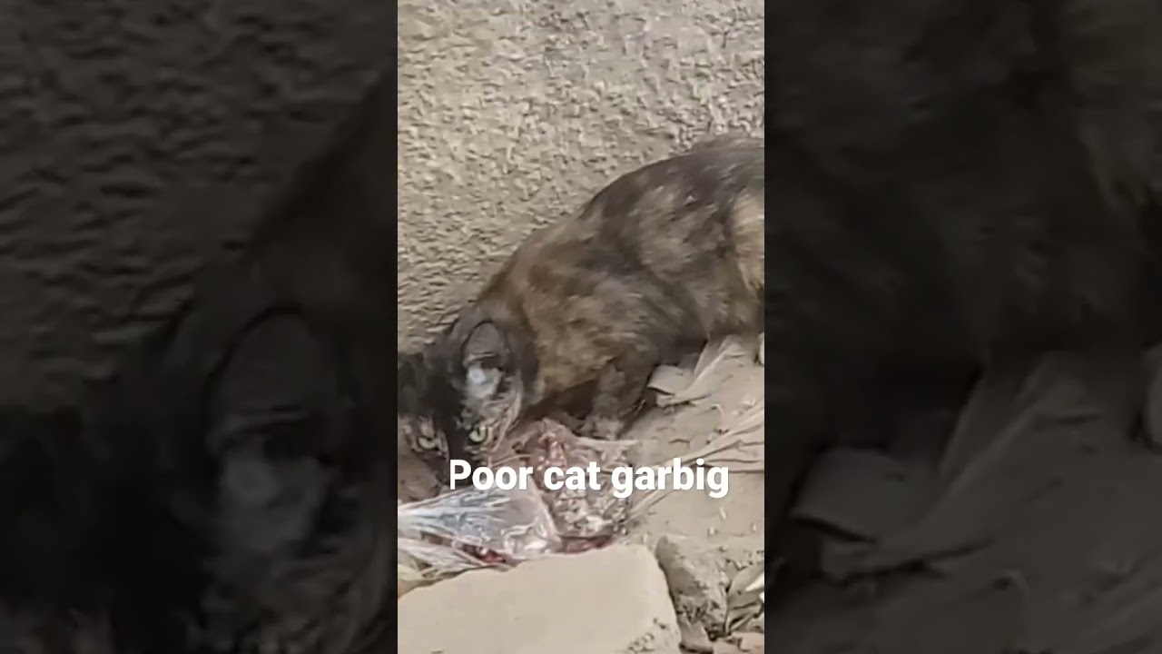 poor cat eating garbig #shorts - YouTube