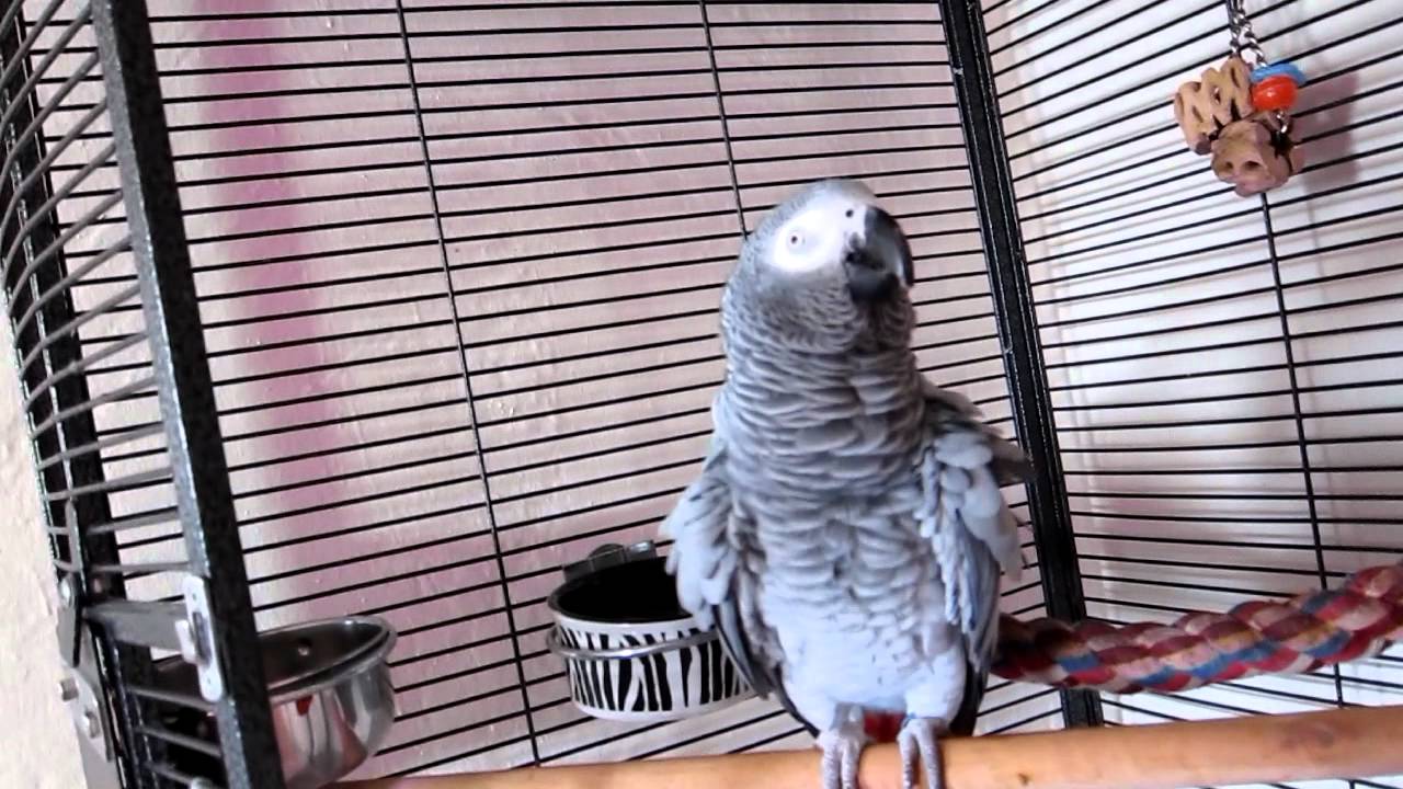 Great Coco Monster Update - YouTube