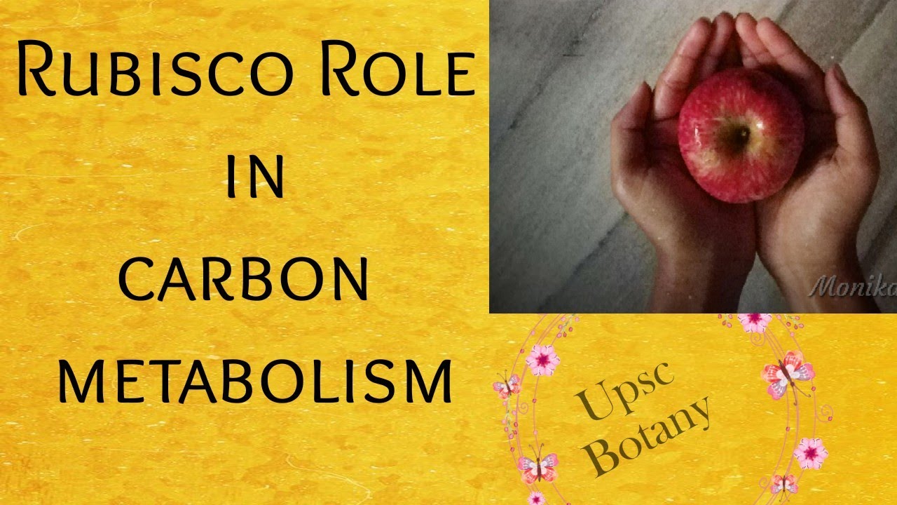 Rubisco role in carbon metabolism | UPSC botany optional | Imp. Ques ...