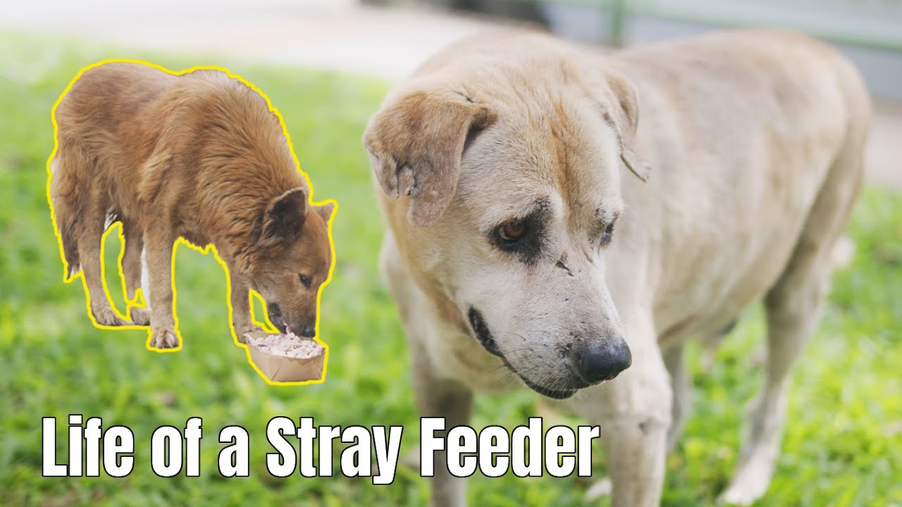 Every Stray Matters: Rescuing and Feeding Stray Animals, Rain or Shine ...