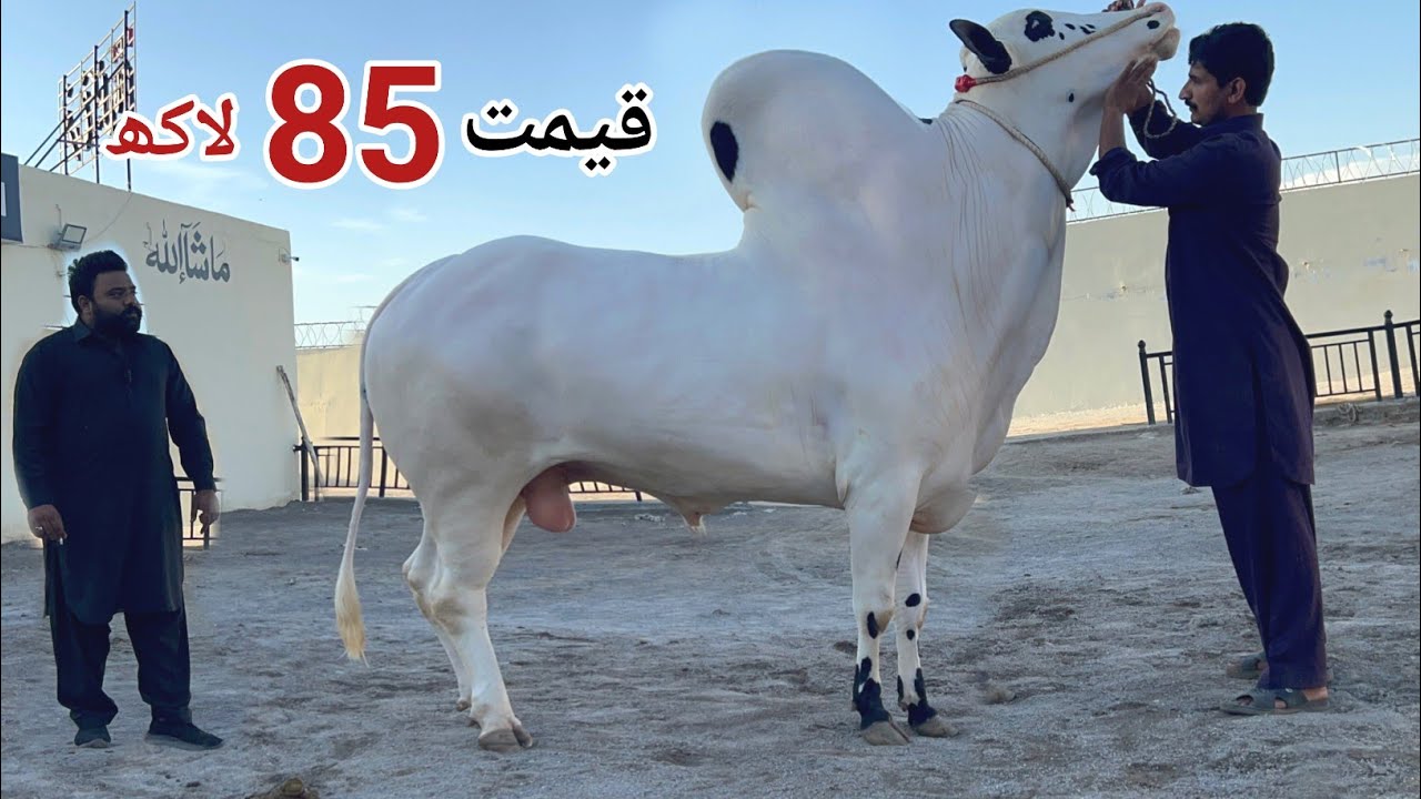 Elite Fateh Jangi / Dhani Bulls of Farrukh Cattle Farm Part ll Feeding ...