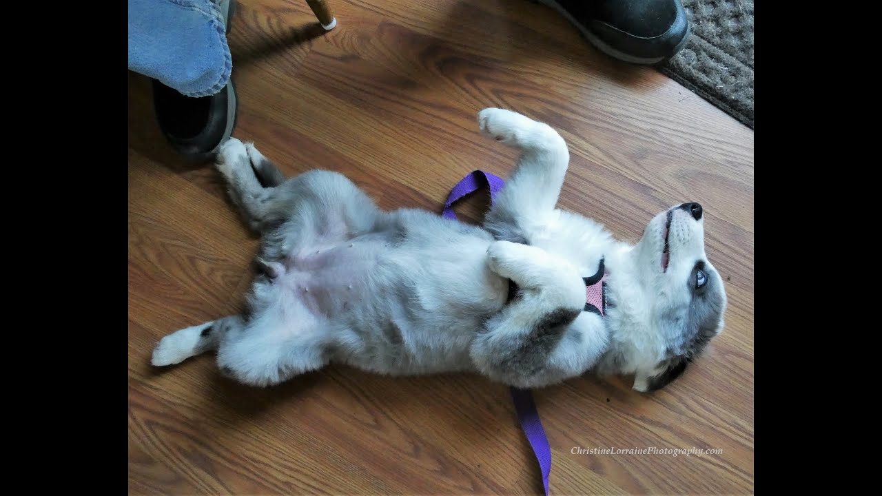 Watch Adorable 8-Week-Old Border Collie Puppy Zoey Try To Get Big ...