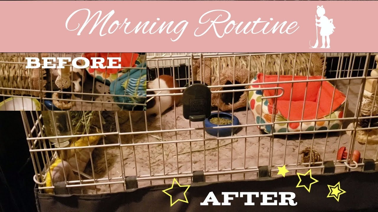 Guinea Pig Morning Routine - YouTube