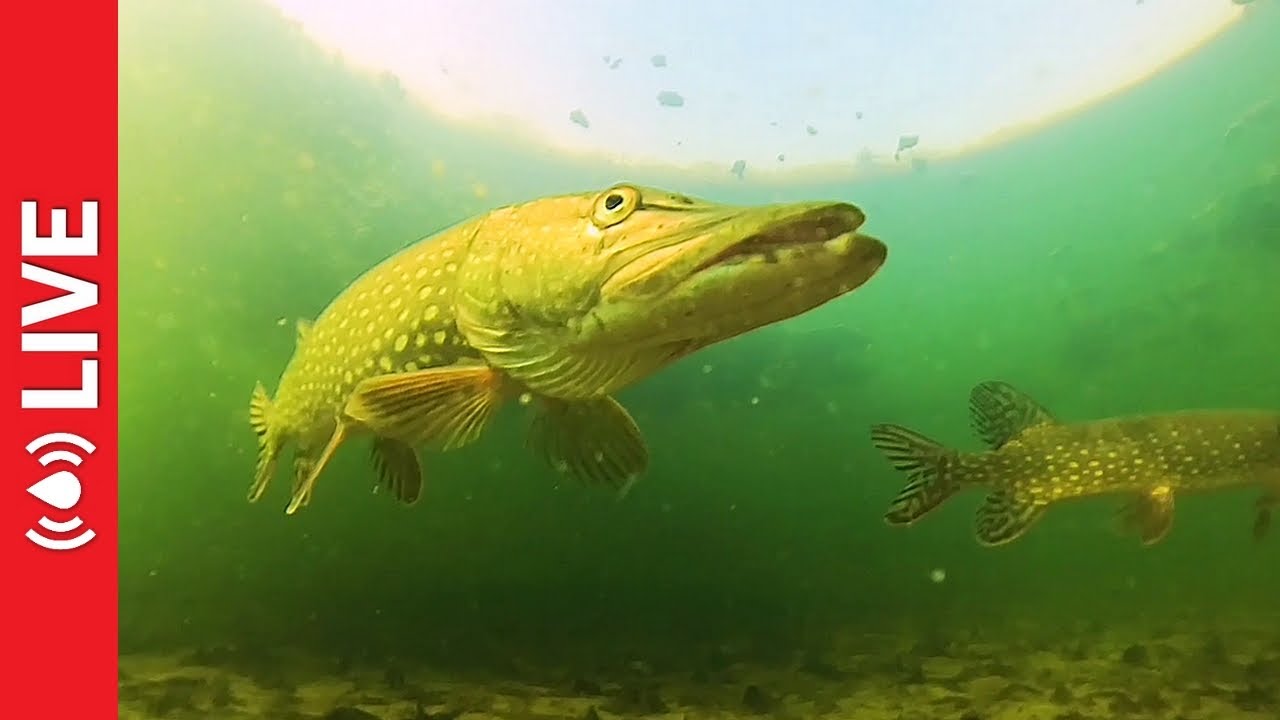 50MIN of Pike Attacks on Dead Baits ! - YouTube