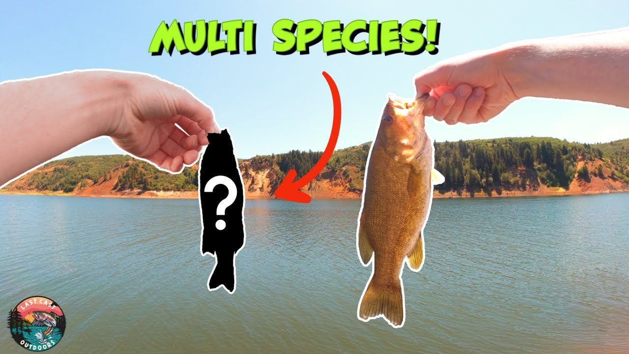 Lake Fishing for The MOST MULTI SPECIES FISH I've Caught in 1 Day ...
