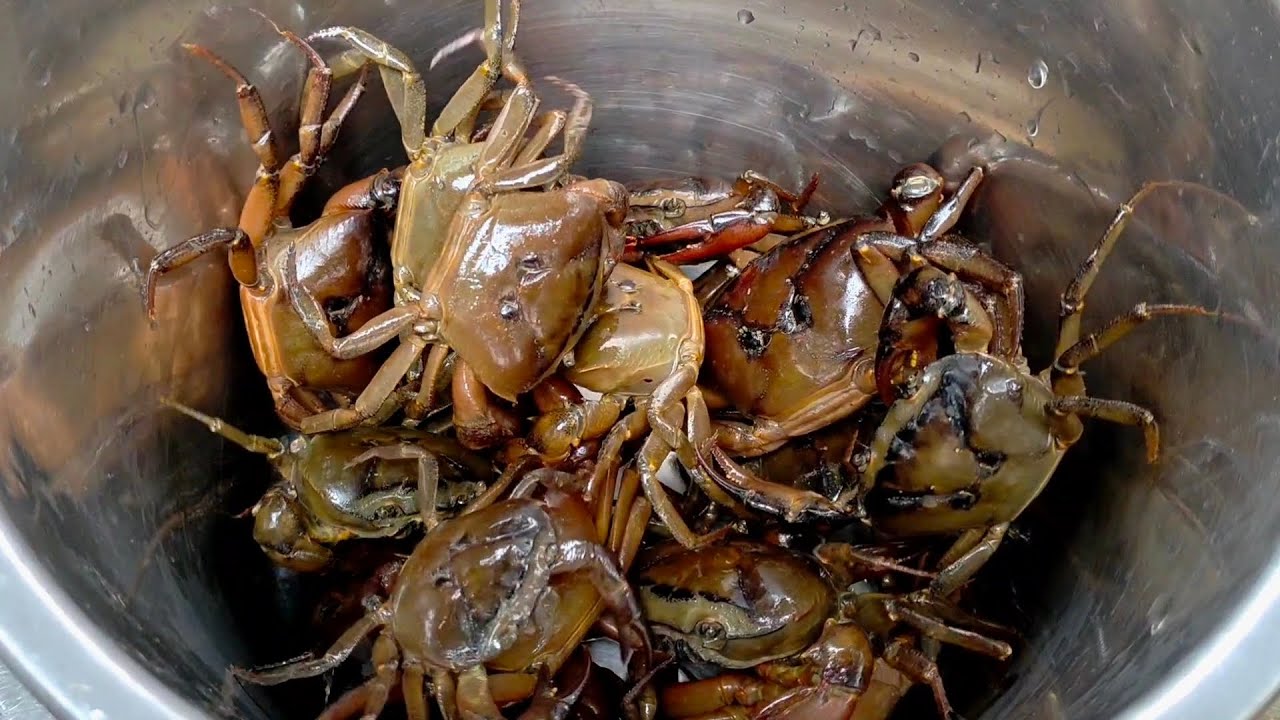 gochi pakal fish || crap || chigdhe mach || koi Mach fish high protein ...