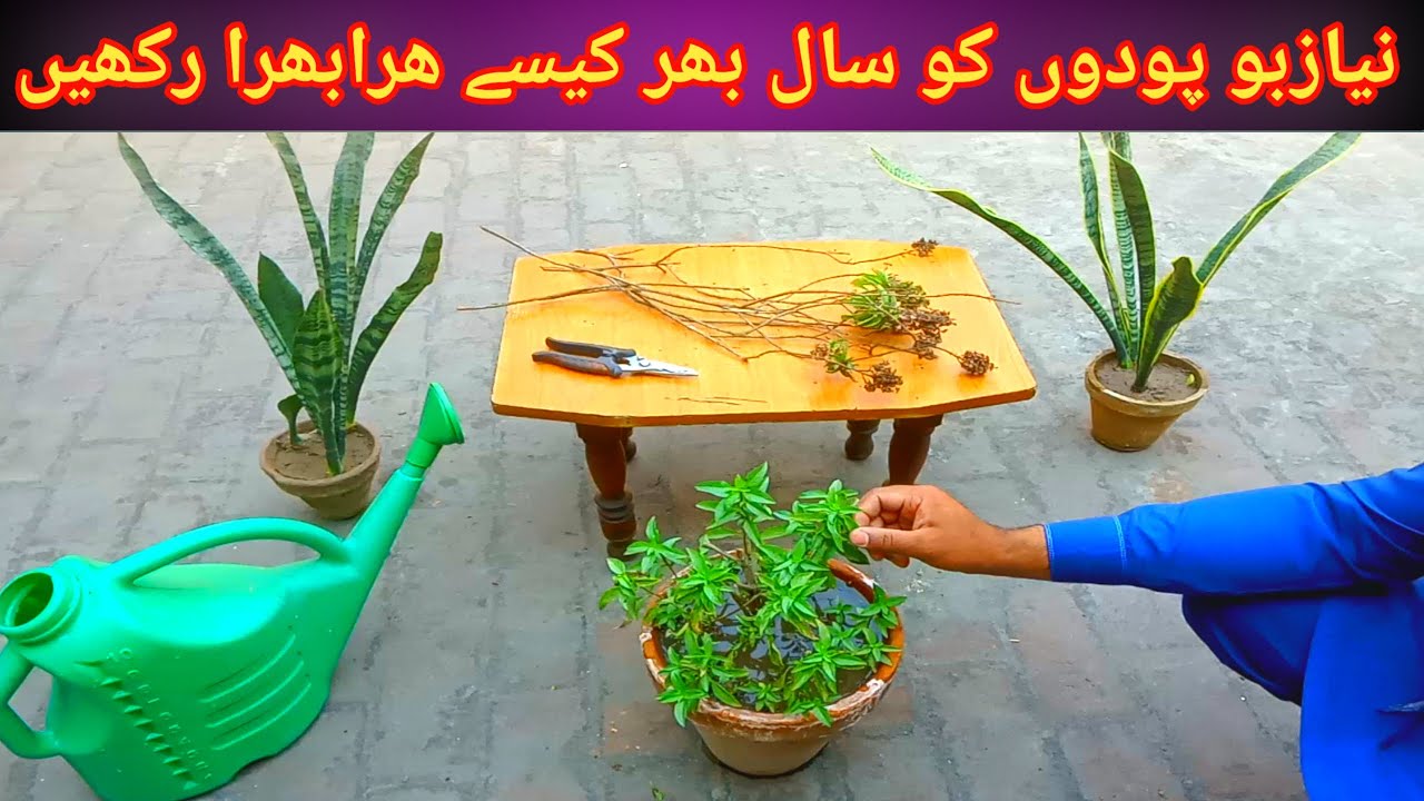 Niazbo plant care | How to keep the Niazbo plant green throughout the ...