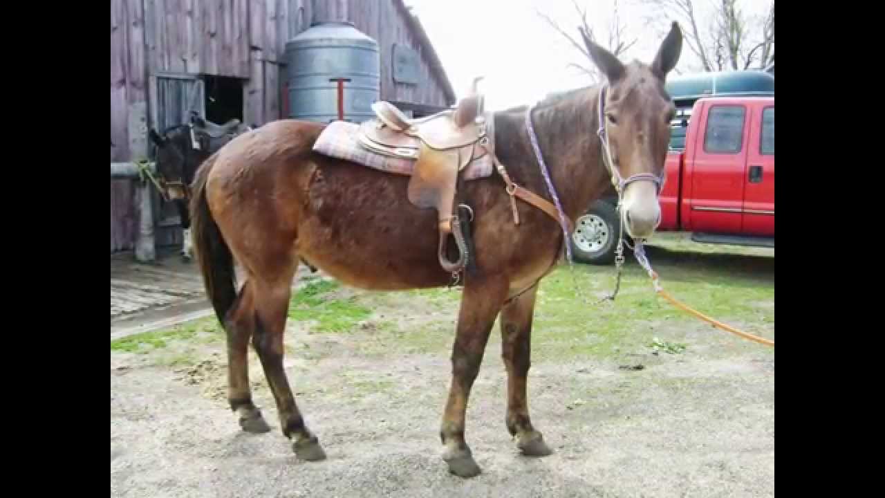 Big Riding Mule Otis - YouTube