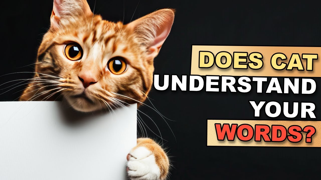 Do Cats Understand You? 7 Proofs Your Cat Is Actually Listening - YouTube