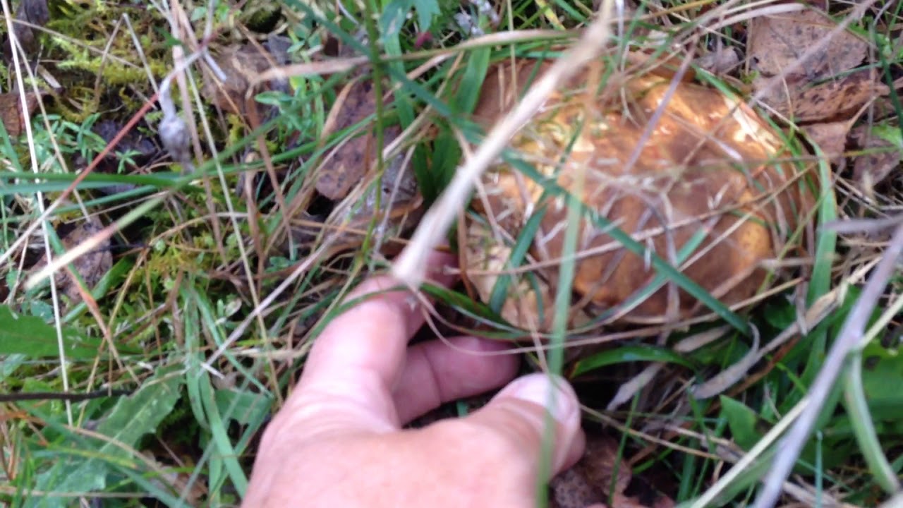 Bojovske - Hríb dubový (Dubák) - YouTube