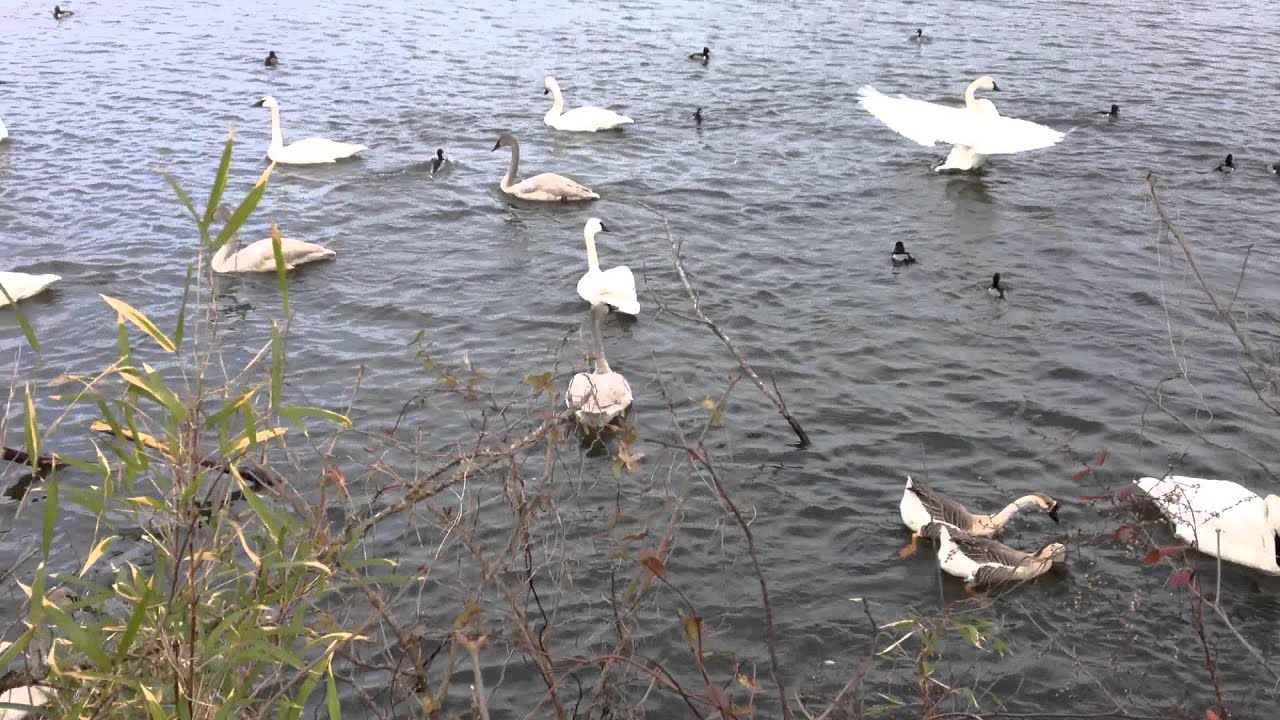 Trumpeter Swans and Chinese Brown Geese at Magness Lake - YouTube