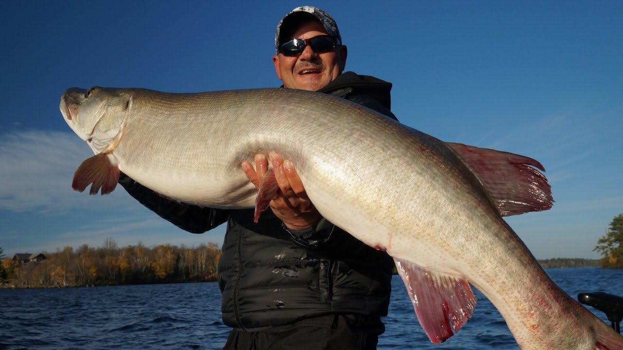 MASSIVE MUSKIE CAUGHT ON CAMERA! (50LB+) (compilation) - YouTube