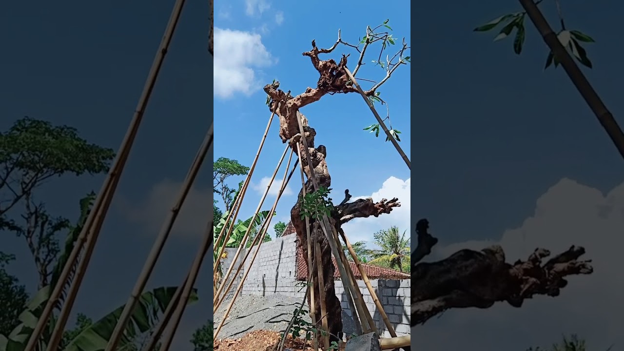 Kamboja fosil antik - YouTube