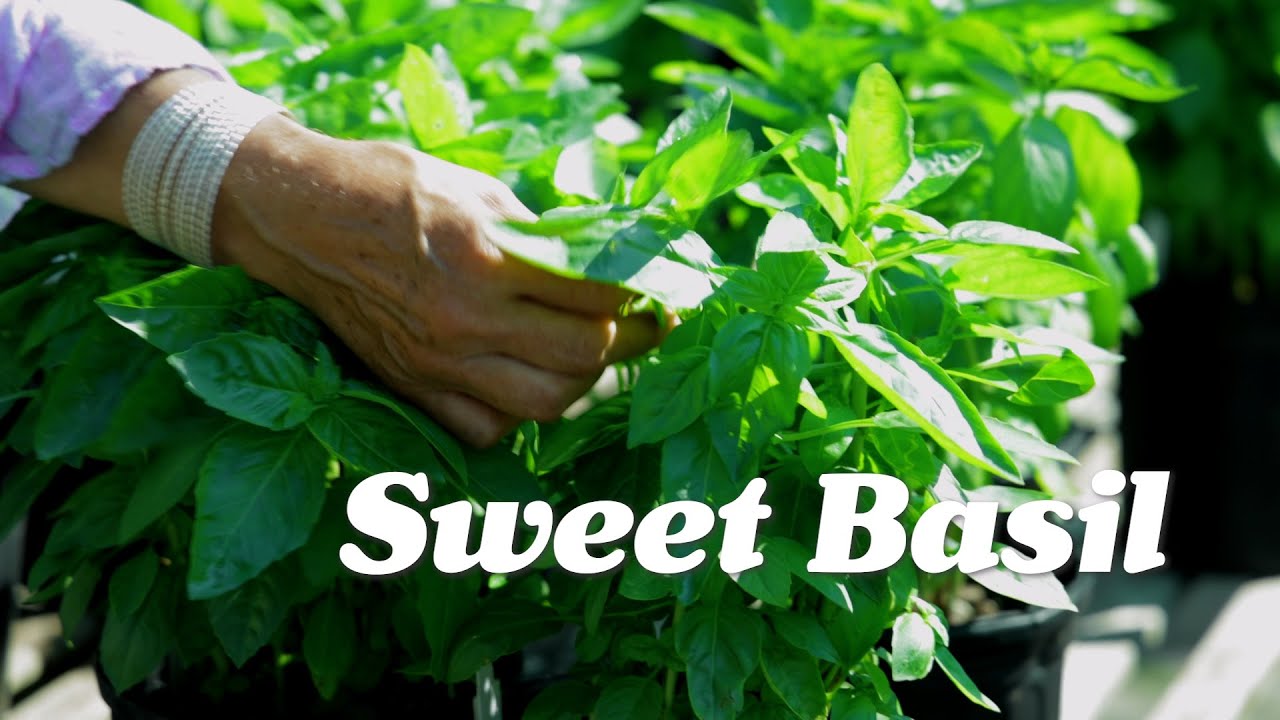 The Foolproof Guide to Mastering Sweet Basil: Tips and Tricks - YouTube