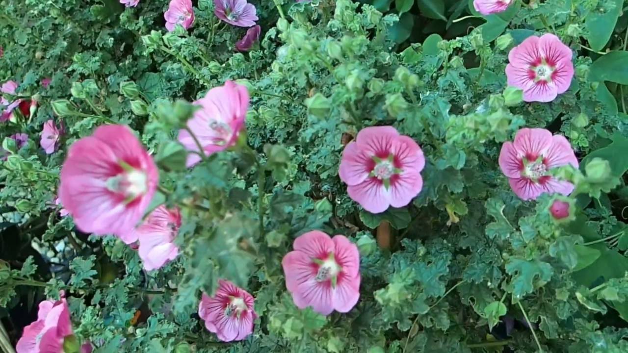 Anisodontea capensis (Cape mallow) - YouTube