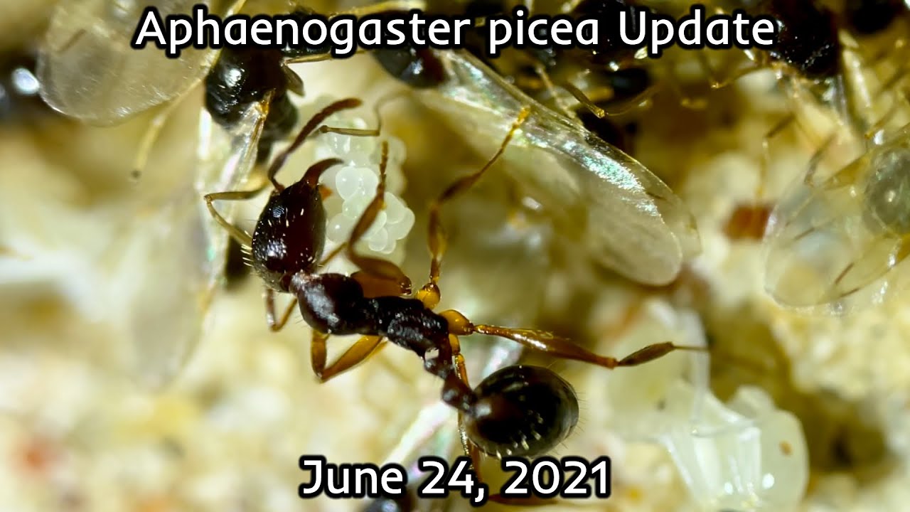 Aphaenogaster picea Update (June 24, 2021) - YouTube
