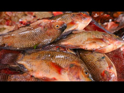 LIVE BIG TALAPIA FISH CUTTING BD FISHING - YouTube