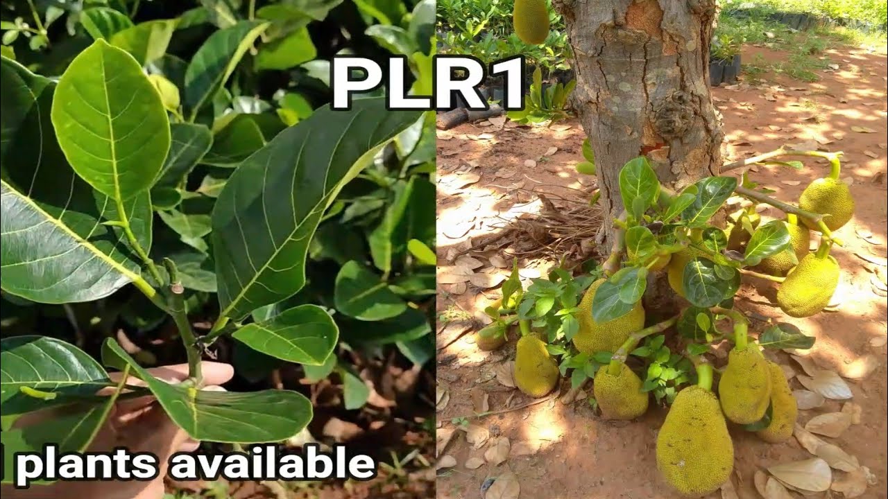 Rootstock and Grafted Jackfruit Plants Available - YouTube