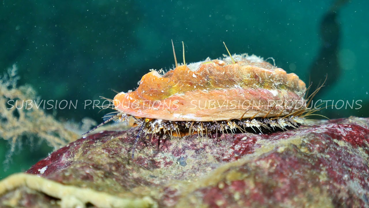 Northern abalone medium shot 4K stock footage - YouTube