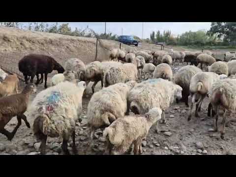 130 Baş Balali Qoyun Satilir Tel:051.792.83.28