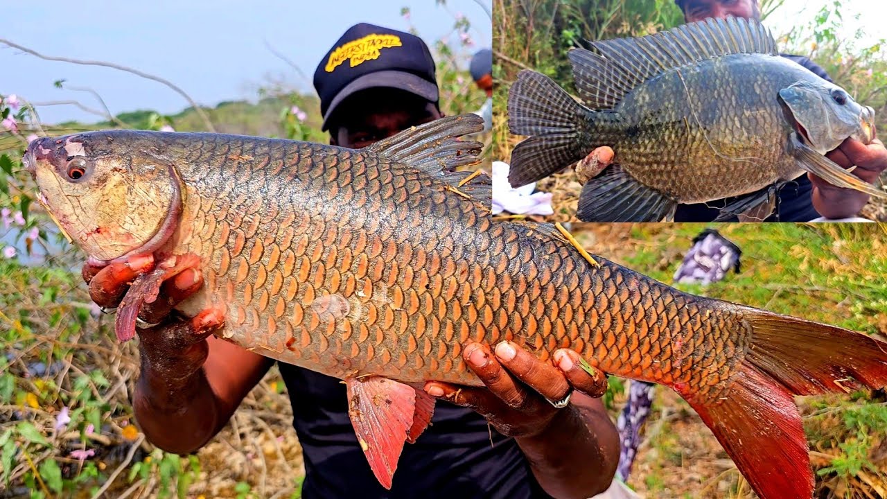 Sing Sikar Fishing Techniques | Eel Bam Fish catching | Big Tilapia ...