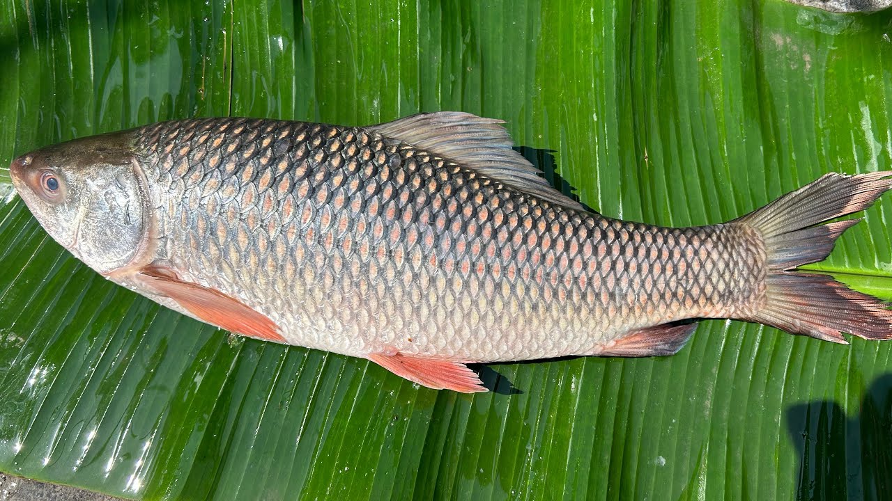 2 kg Rohu fish curry | Bengali recipe | - YouTube