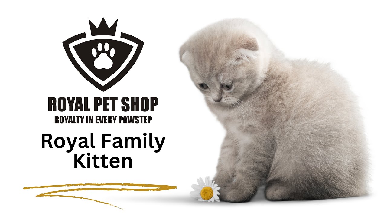 Royal Kitten Family ( Royal Pet Shop) is live - YouTube
