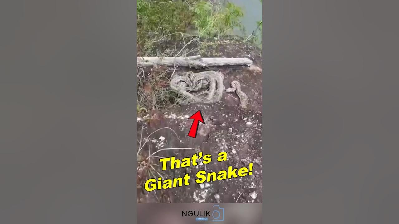 He Thought It Was Wood—It Was a PYTHON Nest! #shortsfeed #funny - YouTube