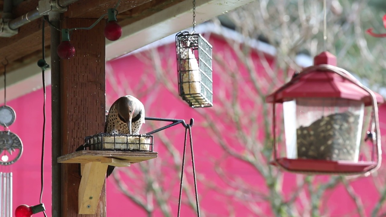 Northern Flicker Sounds - YouTube