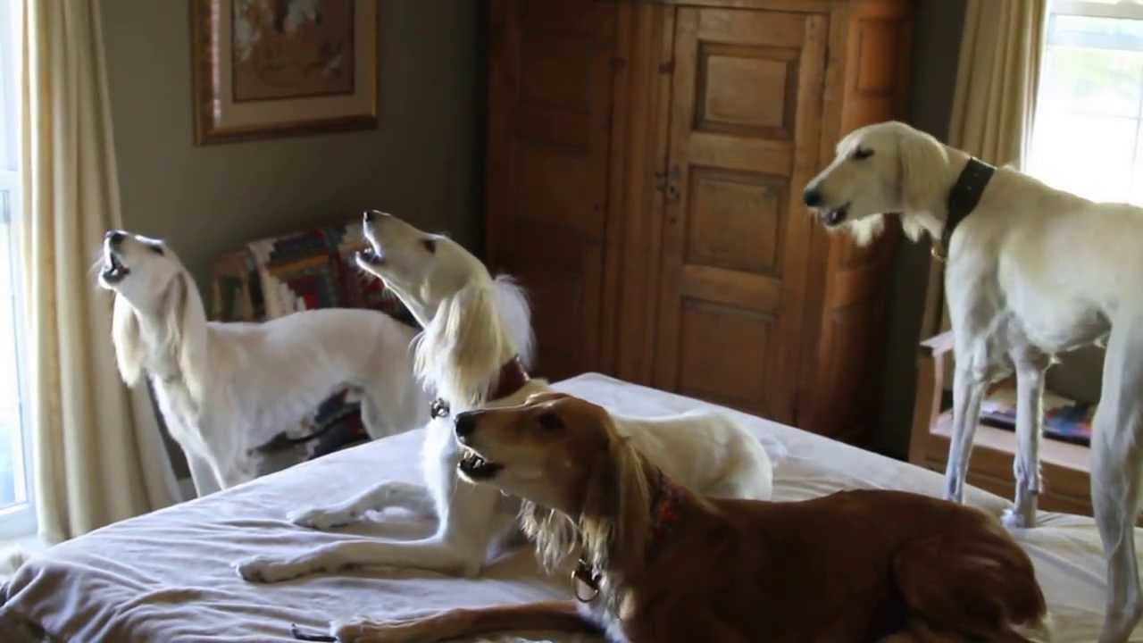 Howling Hounds - YouTube